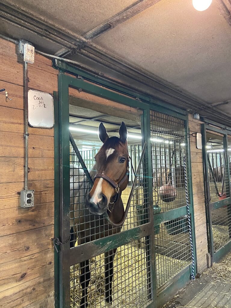 Lucky Seven - Riverdee Stable