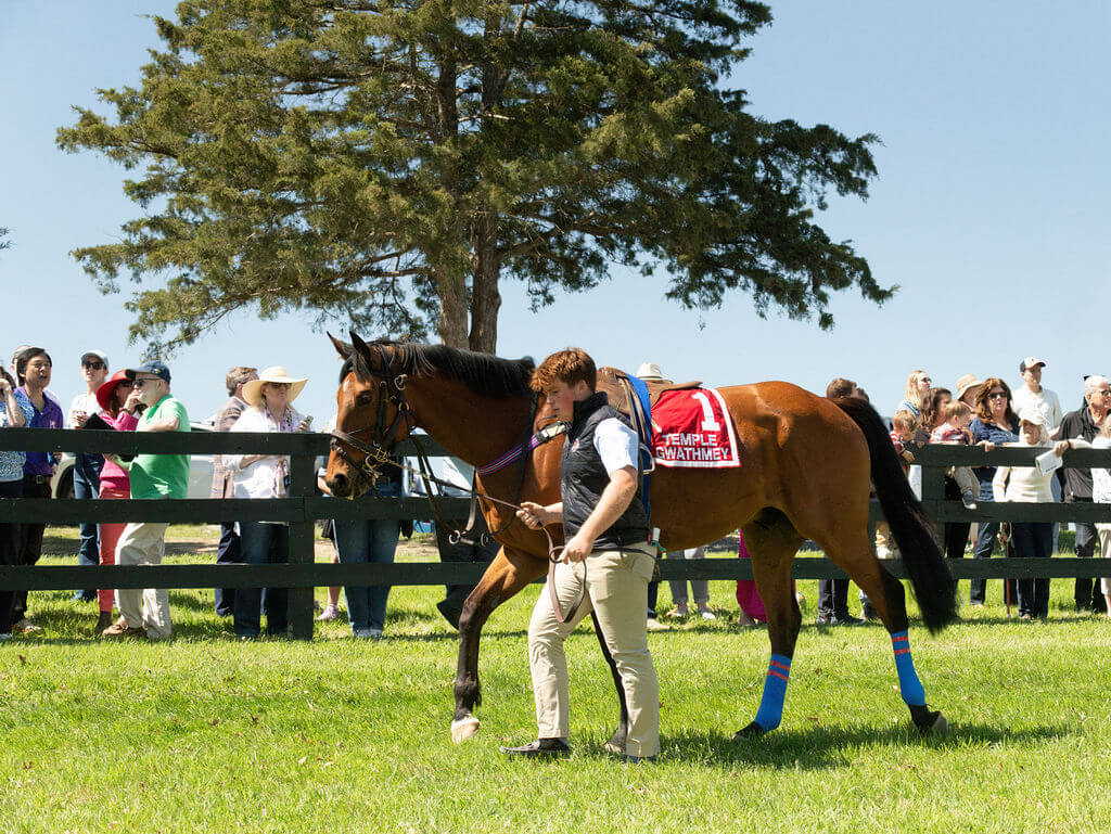 Zabeel Champion - Riverdee Stable